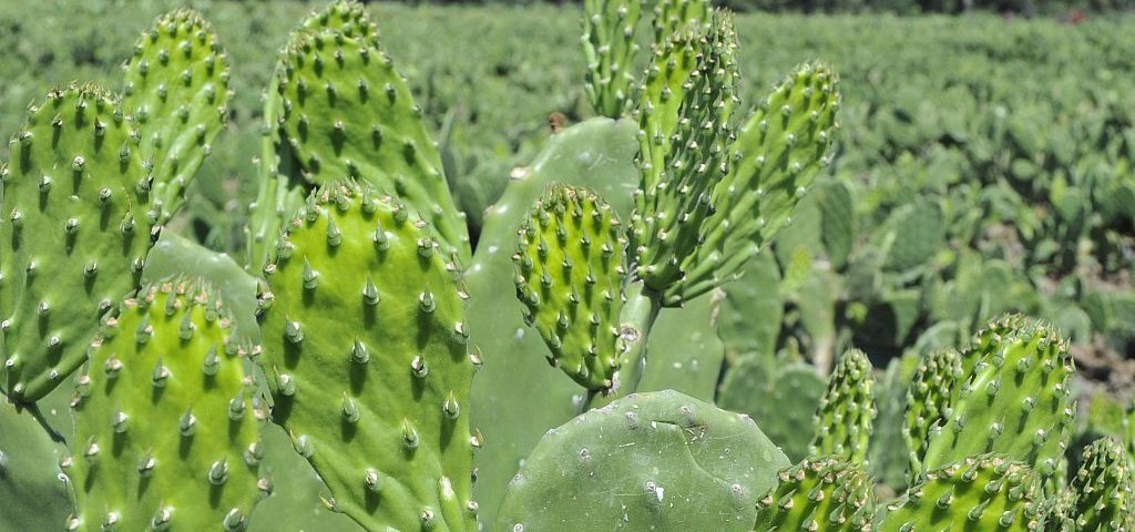 BENEFICIOS DEL NOPAL – TBDM